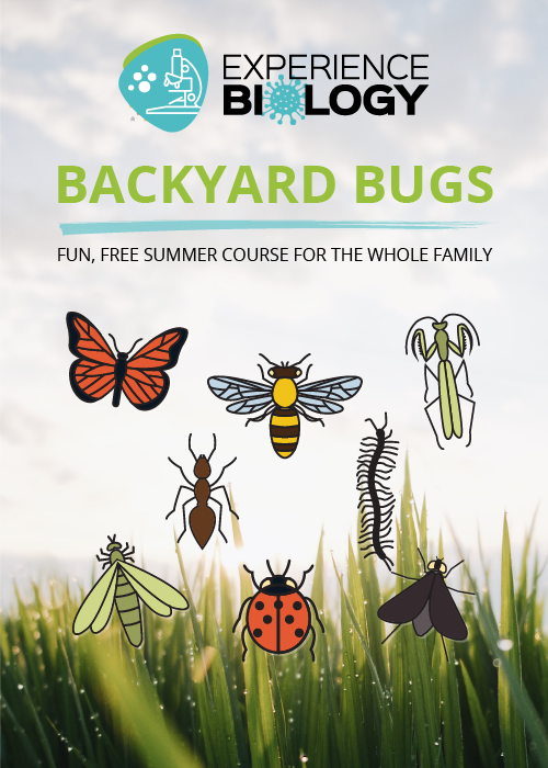 Backyard Bugs - Journey Homeschool Academy