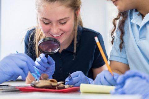 The Best Homeschool Dissection Kits