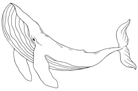 14 Amazing Ocean Activities and Projects for Kids