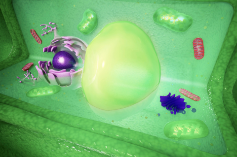 Everything You Need to Know About Plant Cells + 3 Cool Projects