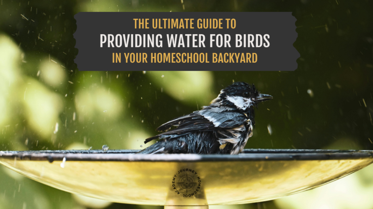 Making Your Backyard Bird Friendly: A Complete Homeschool Family Guide